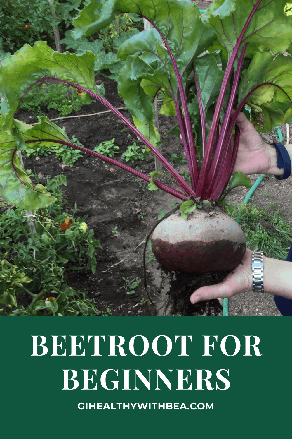 How To Eat Beetroot - Go Healthy With Bea
