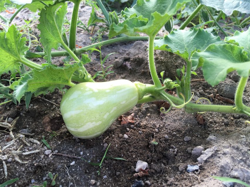 Courge Butternut pour les débutants - Go Healthy With Bea